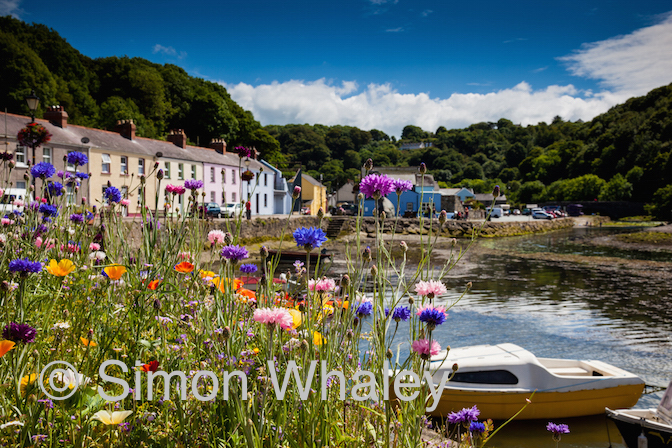 Cornflowers and boats in Lower Fishguard Harbour, Lower Fishguard ...